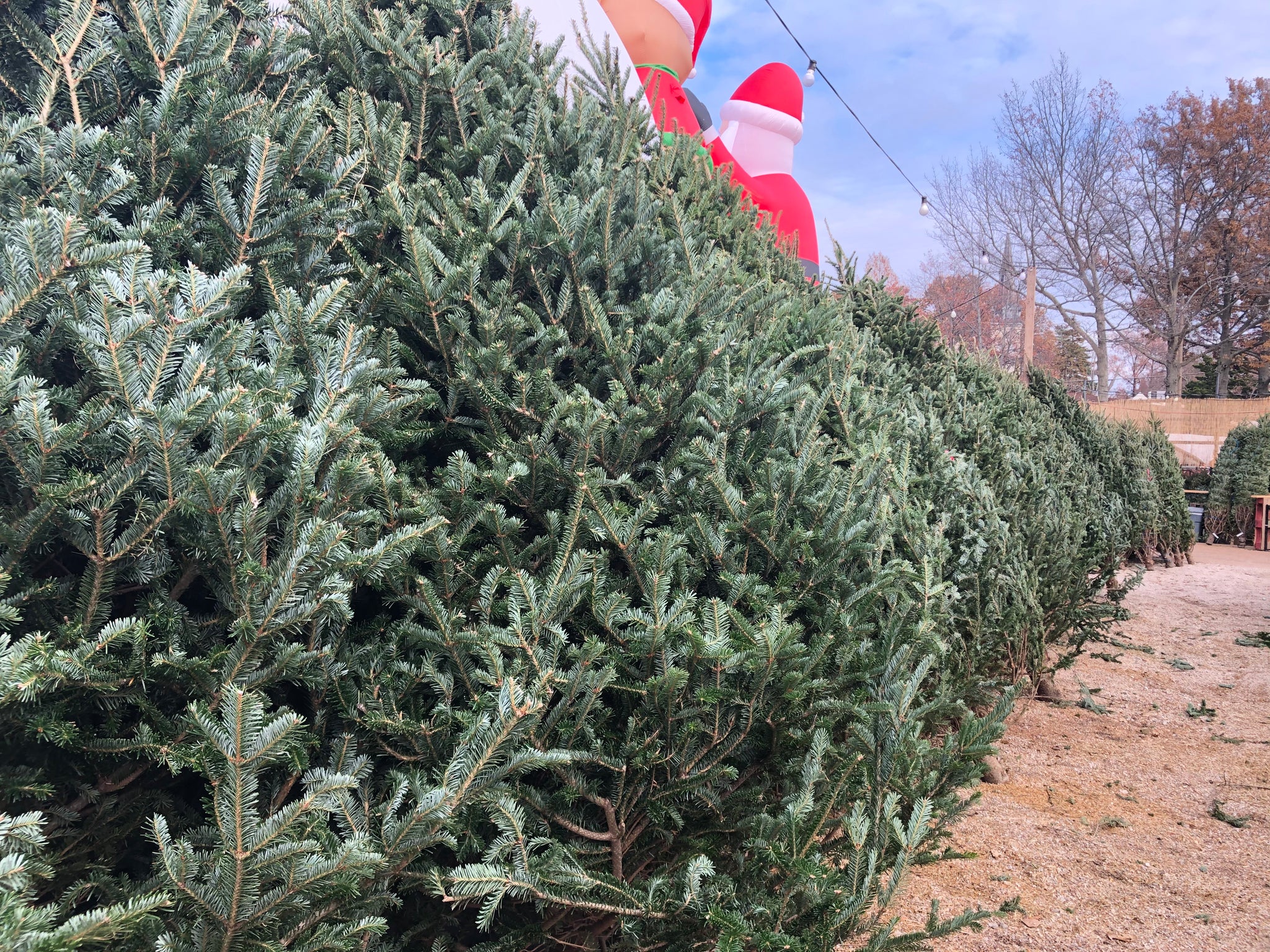 Christmas Tree Frasier Fir